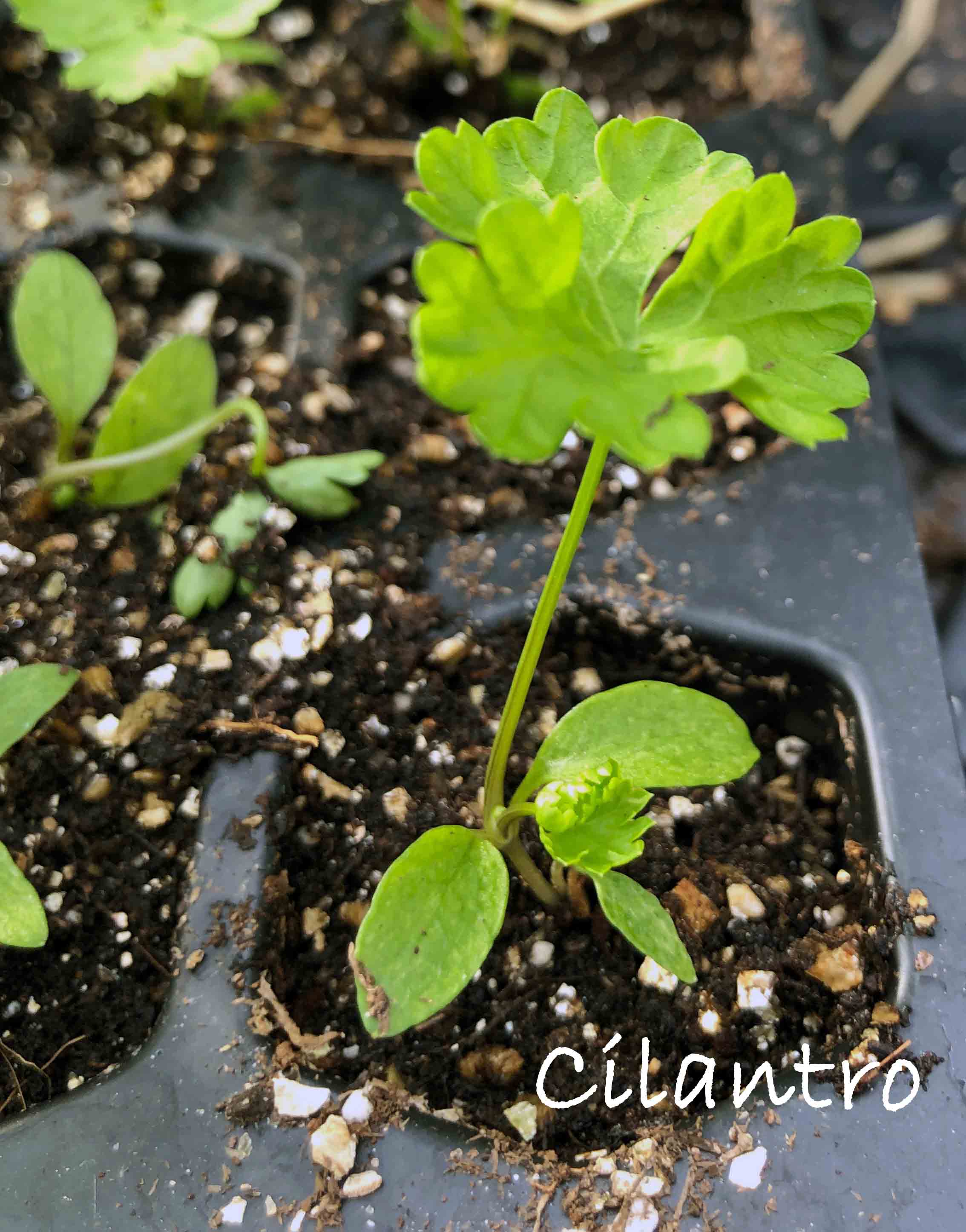 Getting started with seeds, 4 secrets for successful seed starting ...