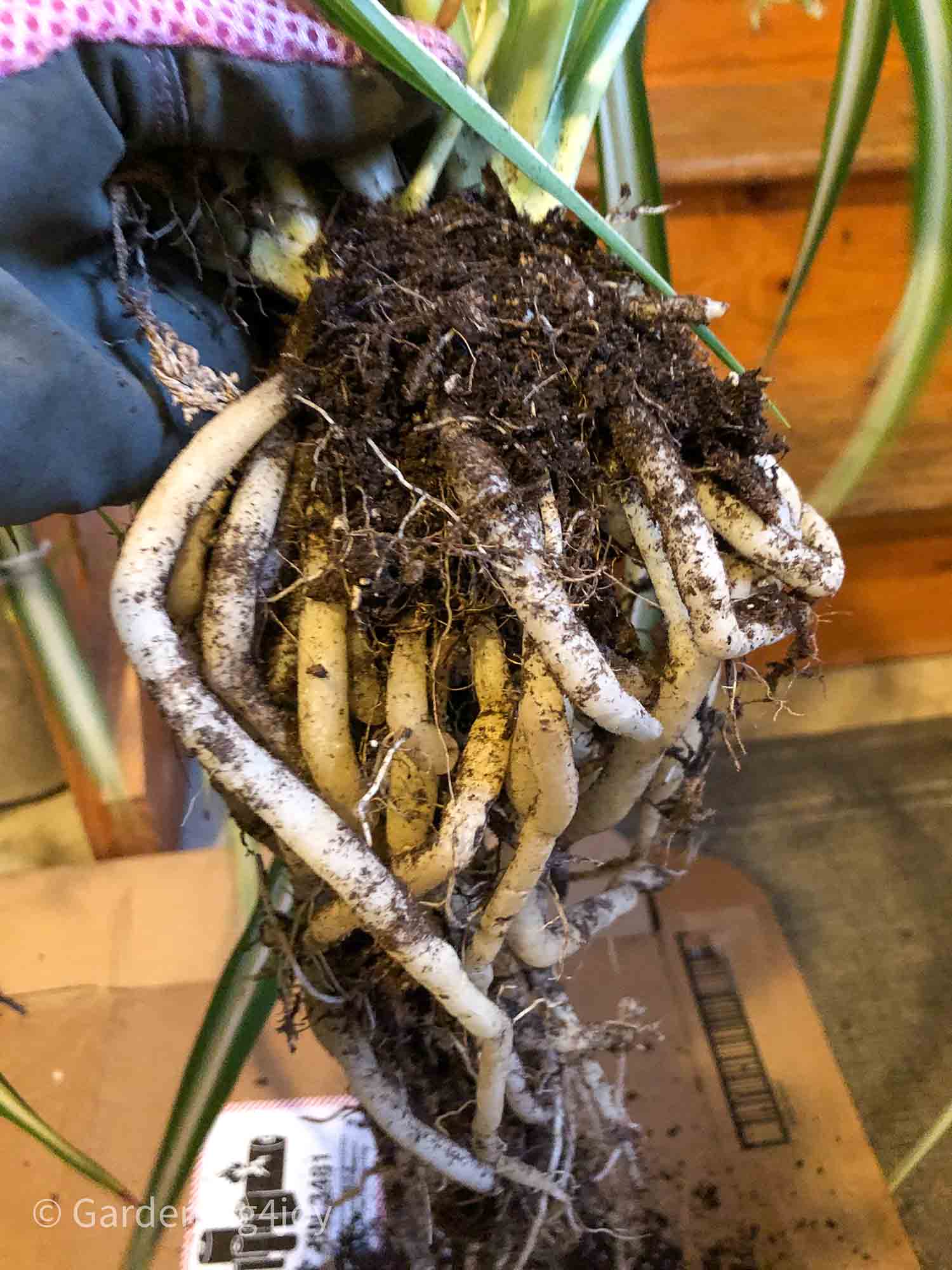 The complete guide to caring for spider plants - Gardening4Joy